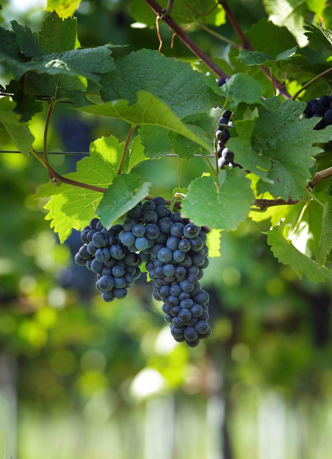 Meet the Pinots | Vinsmagning & vinkurser i Aarhus